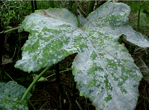 Diseases in Okra plant | Homecrop