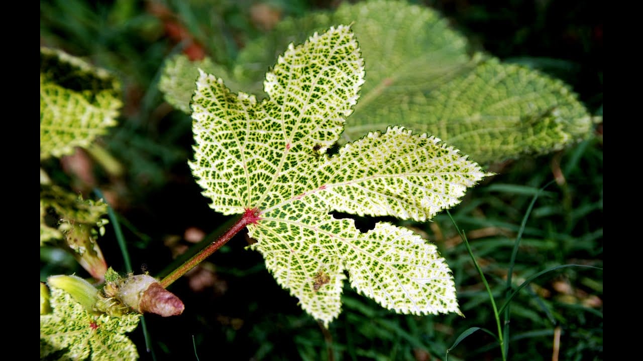 Diseases in Okra plant | Homecrop