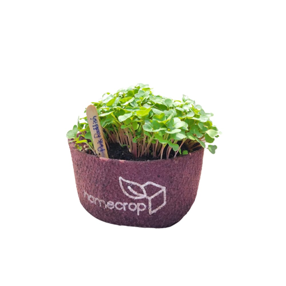 All-Inclusive Microgreens Kits for Wheatgrass, Cabbage & more
