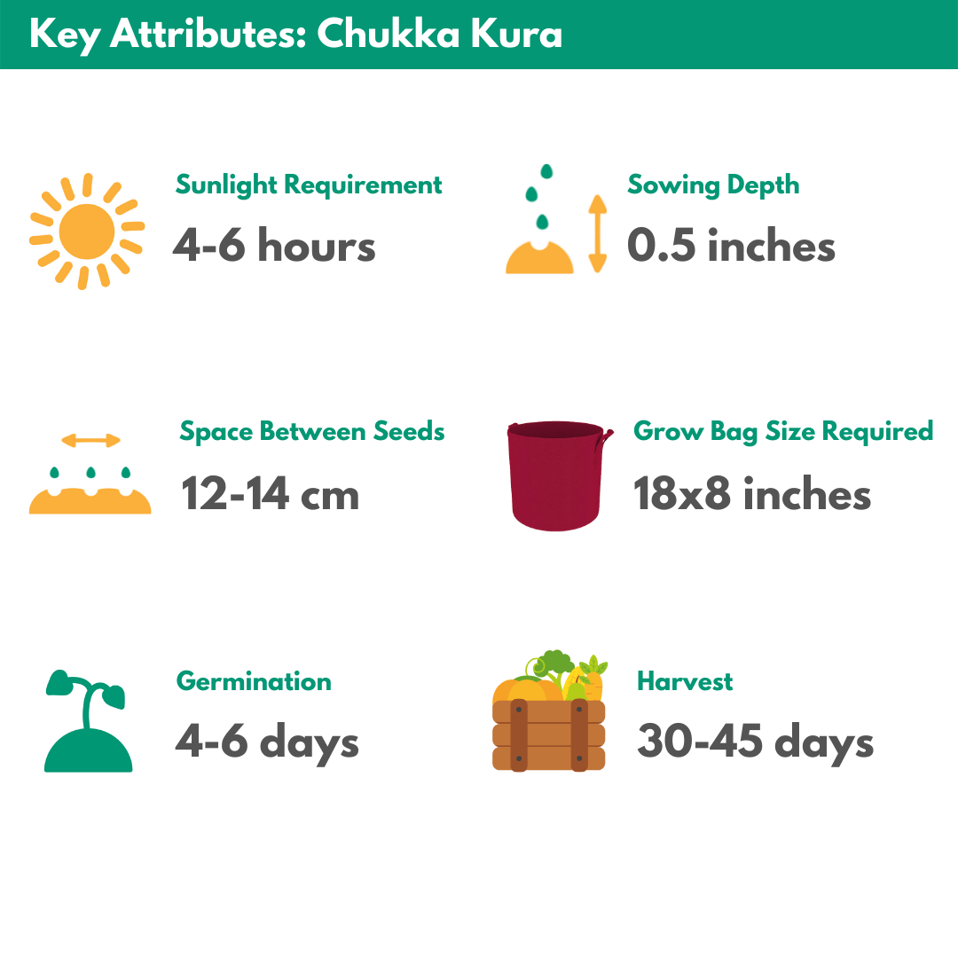Chukka Kura Seeds | Homecrop